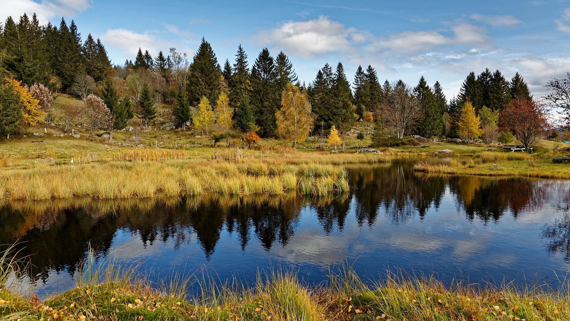 Professional Peat Potting Mix - Aurora Peat